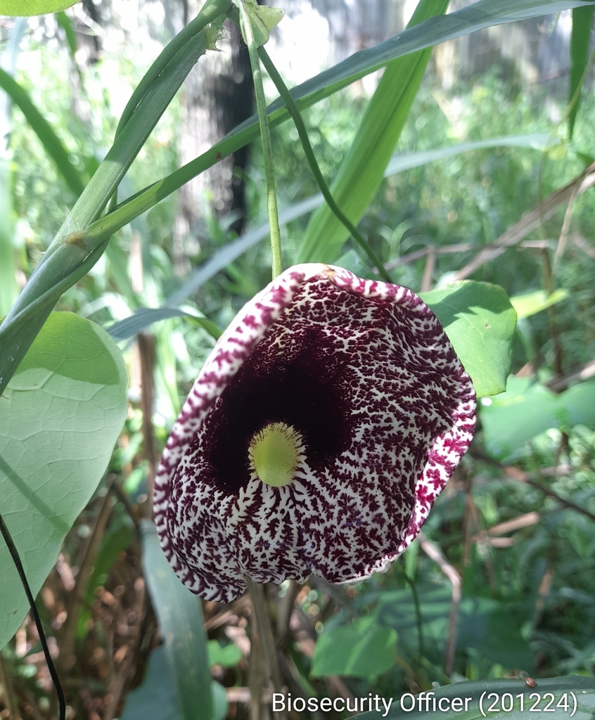 Calico-flower in January 2024 by Jack Beau Devlin. Invasive vine ...