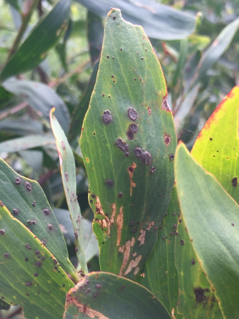 Uromycladium maritimum from Auckland, New Zealand on January 10, 2024 ...