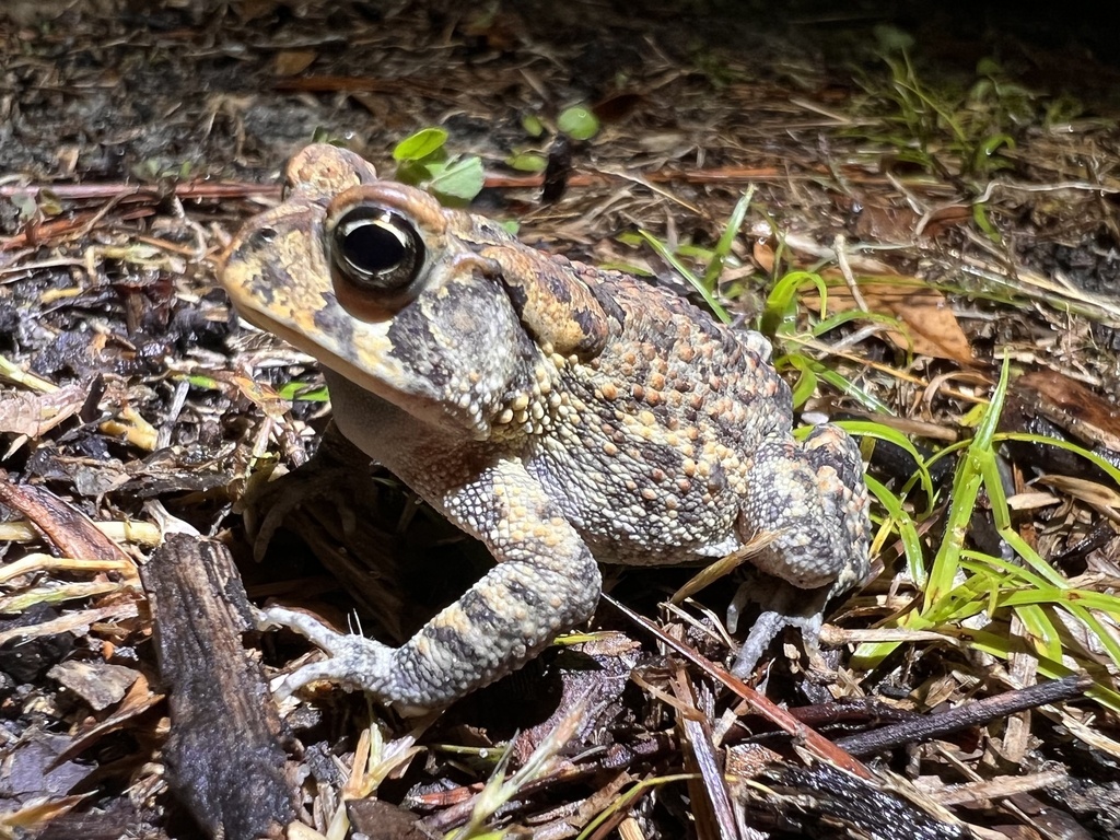 Southern Toad from University of Florida, Gainesville, FL, US on ...