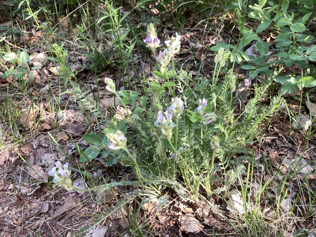 boreal locoweed from Southwest Calgary, Calgary, AB, Canada on May 27 ...