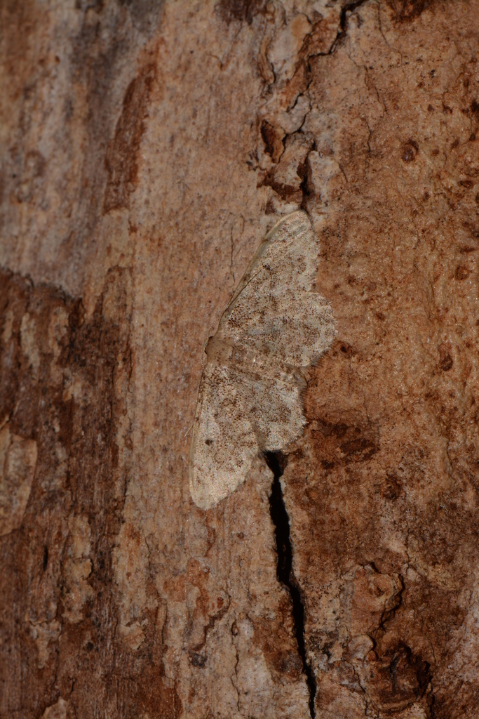Rusty Wave from Melbourne VIC, Australia on January 3, 2024 at 04:13 PM ...