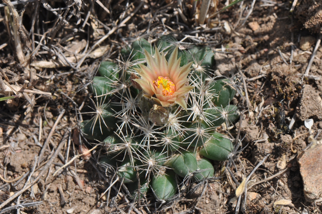 Missouri Foxtail Cactus from Stony Creek, Ken Caryl, CO 80128, USA on ...