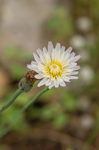 Variety Pinaropappus roseus roseus · iNaturalist