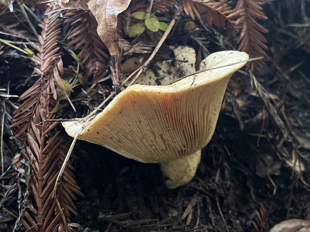 golden milkcap from UC Santa Cruz, Santa Cruz, CA, US on January 9 ...