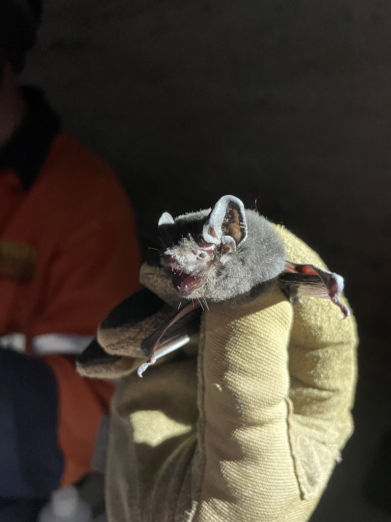 Large-eared Pied Bat from Ulan, NSW, AU on December 1, 2023 at 05:15 AM ...