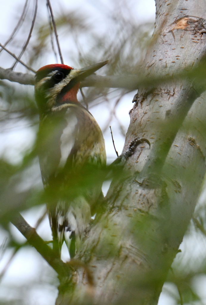 Carpintero Moteado desde La Turbina, Sabinas Hidalgo, N.L., México el ...