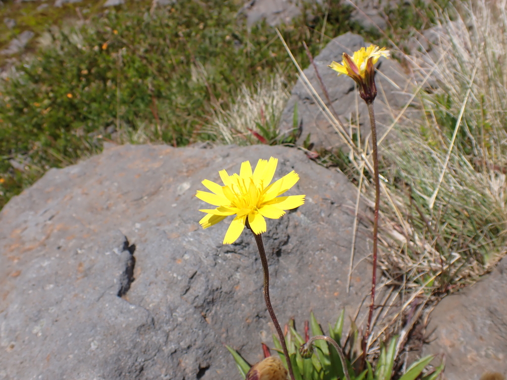 Yam Daisy (Microseris lanceolata) - Botanical Realm
