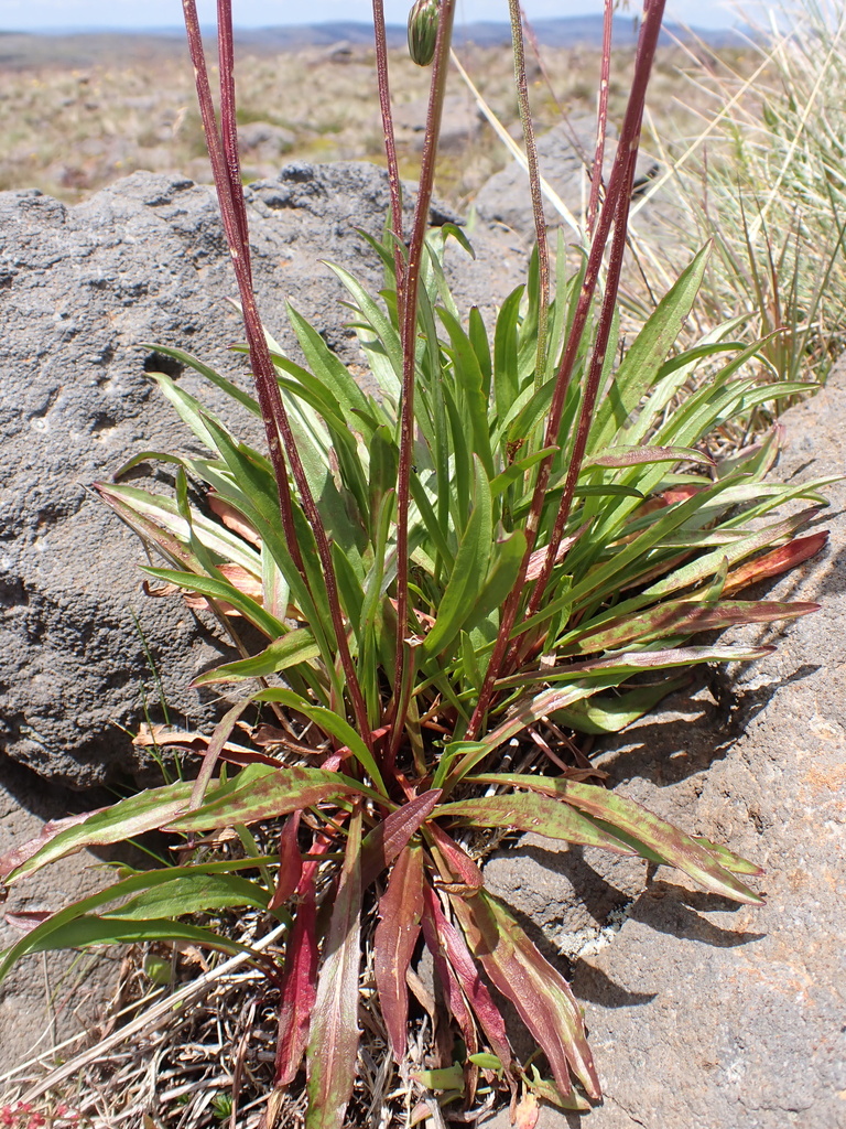 Yam Daisy (Microseris lanceolata) - Botanical Realm
