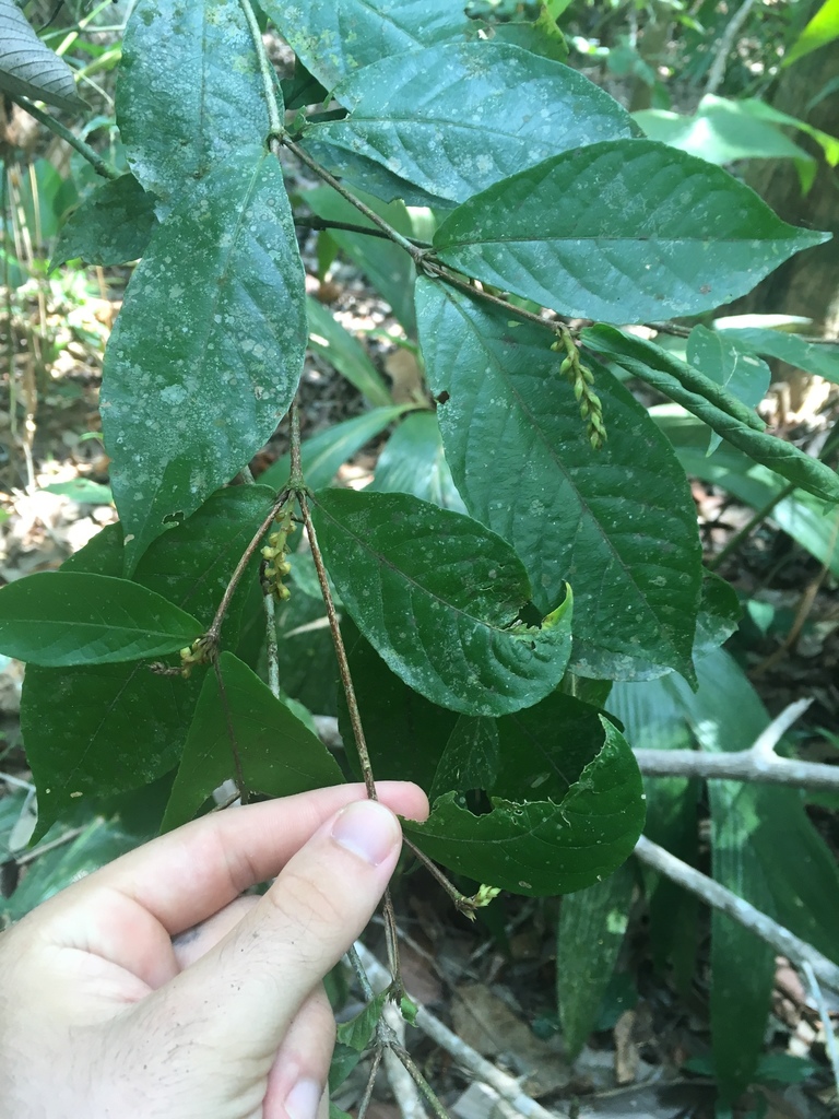 (Rinorea sylvatica) - Botanical Realm