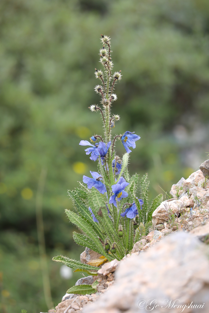 Meconopsis racemosa from 中国青海省玉树藏族自治州玉树市 on July 29, 2021 at 01:13 PM ...