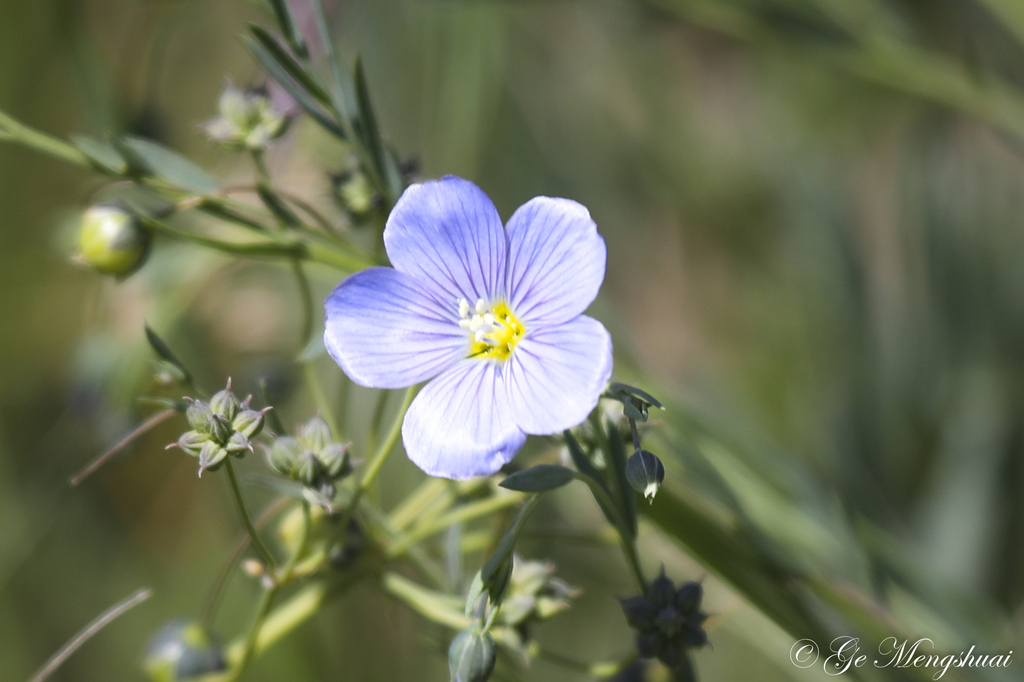 Linum nutans from 中国青海省海北藏族自治州海晏县 on August 19, 2020 at 12:16 PM by ...