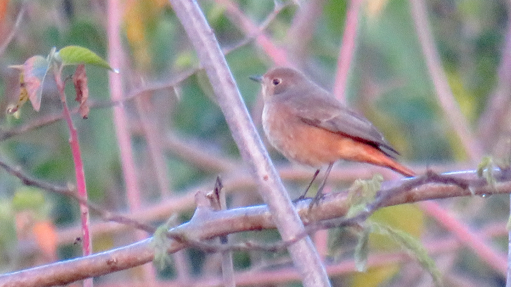 Black Redstart from GOLDEN TULIP, Panchkula, Haryana 134109, India on January 5, 2020 at 07:49 ...