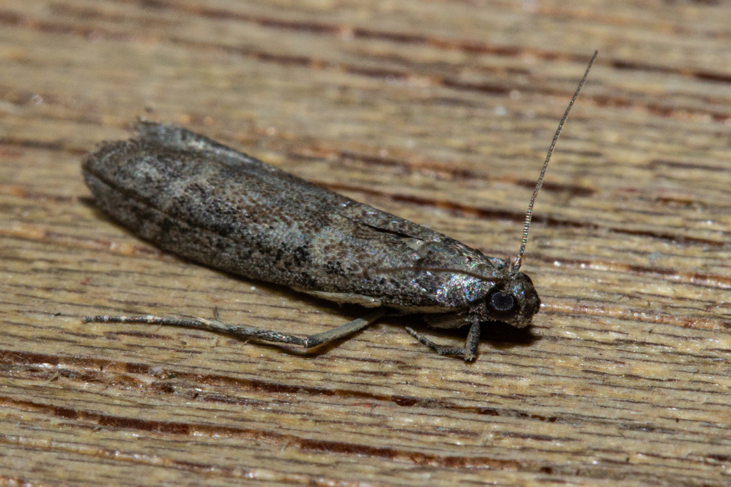 Tobacco moth from Broad Bay, Dunedin, New Zealand on January 9, 2024 at ...