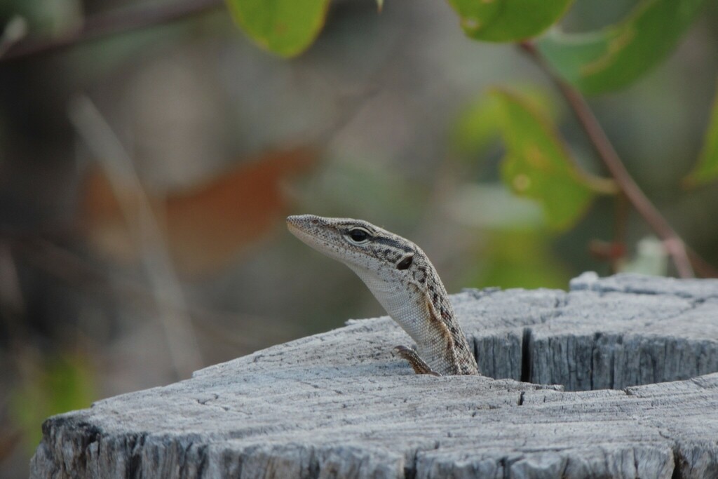 Black-headed Monitor from Glenhaughton QLD 4420, Australia on October ...