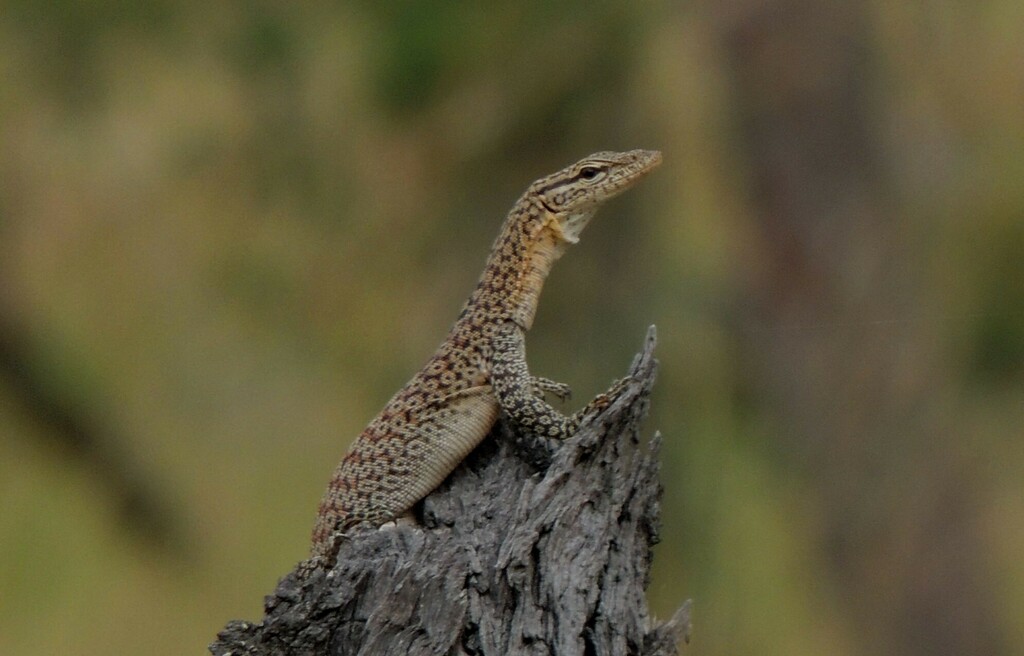 Freckled Monitor from Bogie QLD 4805, Australia on April 14, 2015 at 10 ...