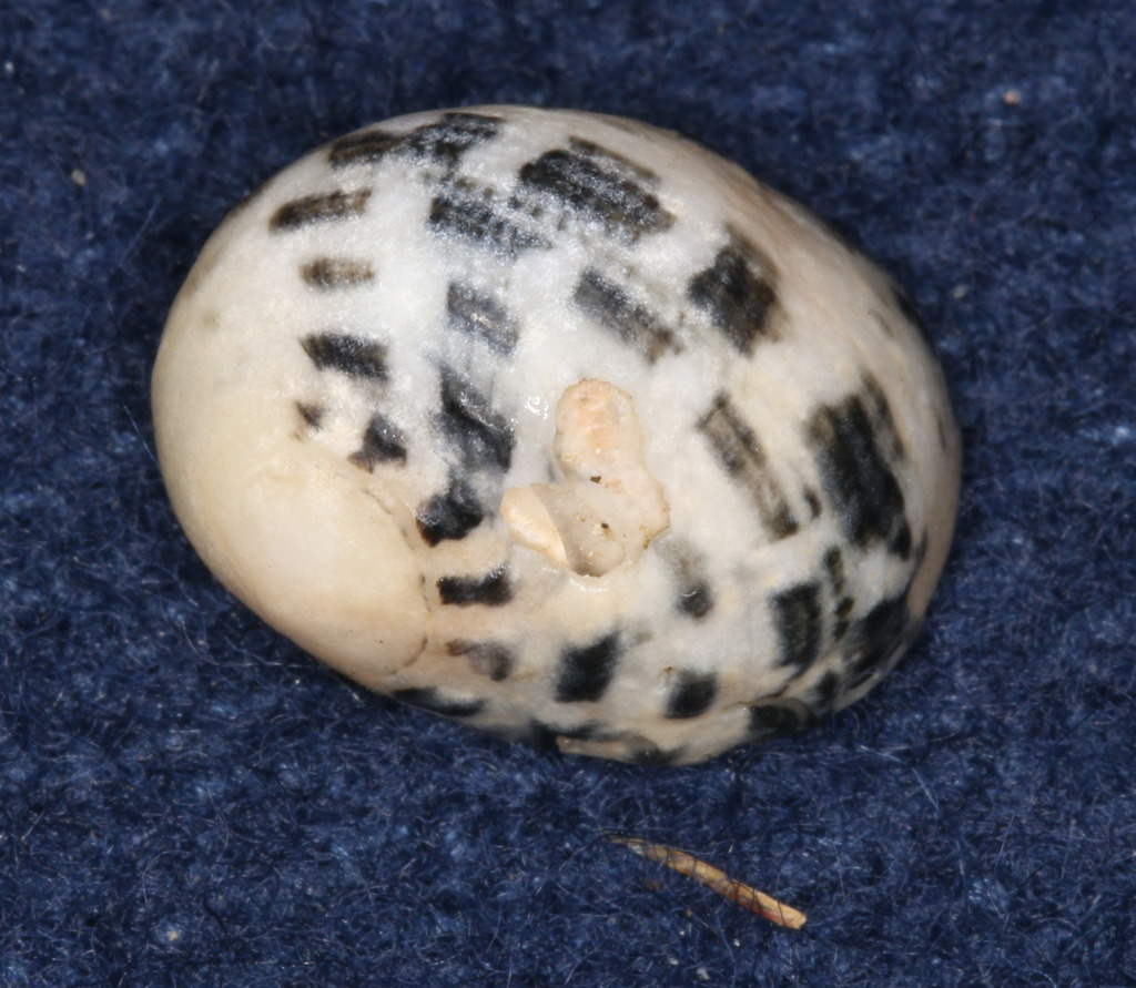 Chamaeleon Nerite from Rose Bay, Bowen, Whitsunday, QLD, Australia on ...