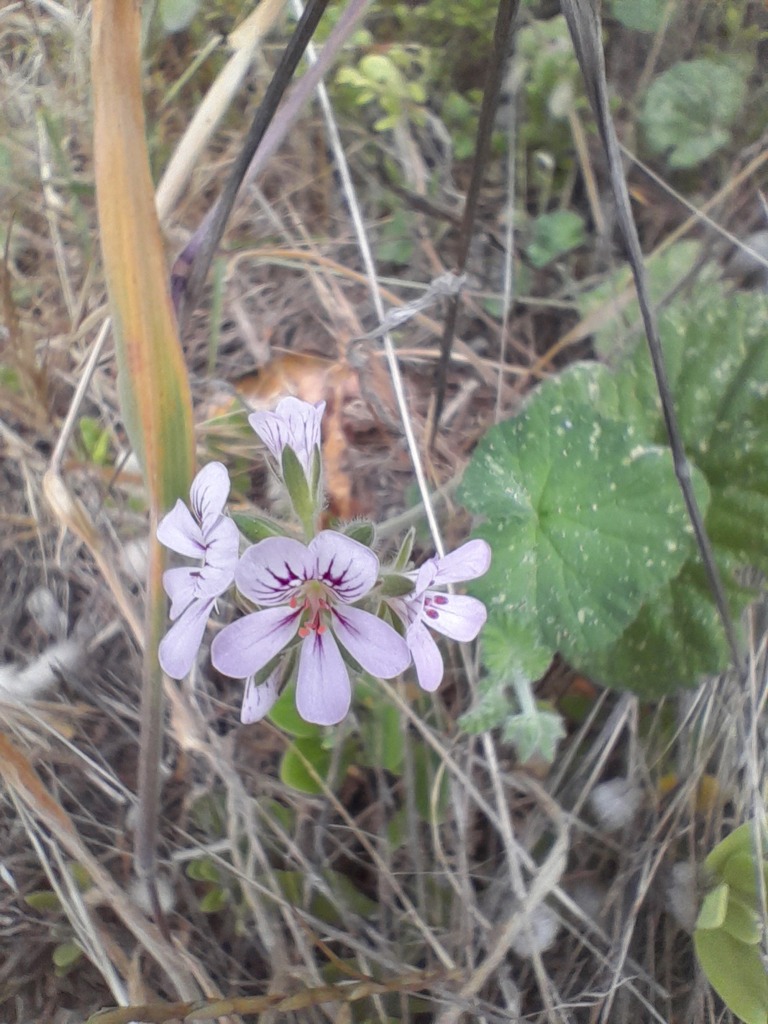 Austral Stork's-bill from Bridgewater Lakes, Cape Bridgewater VIC 3305 ...