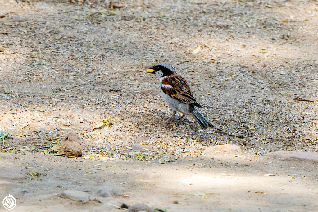House Sparrow from Old Bagan, Myanmar (Burma) on April 4, 2018 at 01:15 ...