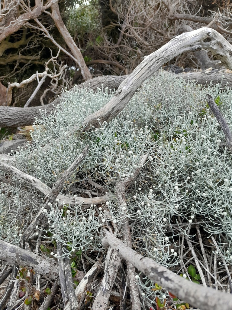 Cushion Bush from Cape Nelson Lighthouse, Cape Nelson Rd, Portland West ...