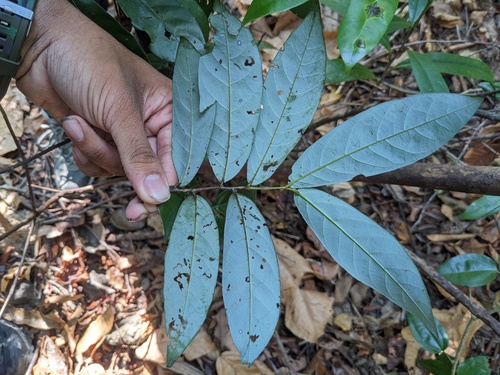 Dasymaschalon dasymaschalum · NaturaLista Colombia