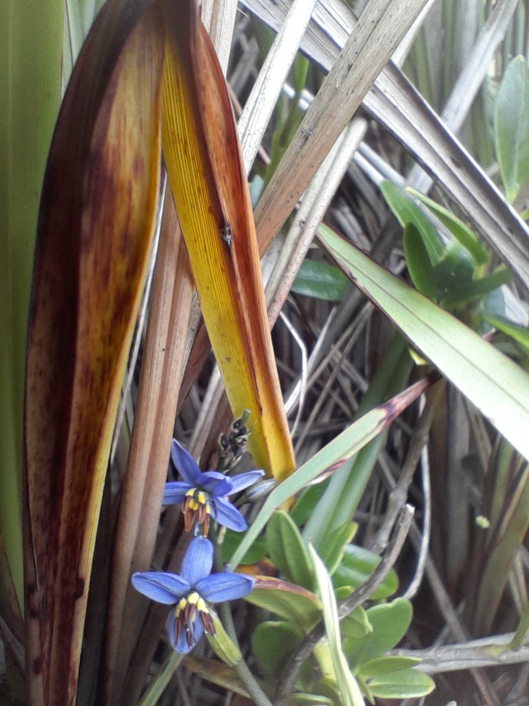 flax-lilies from Cape Nelson, Australia on November 26, 2023 at 01:31 ...