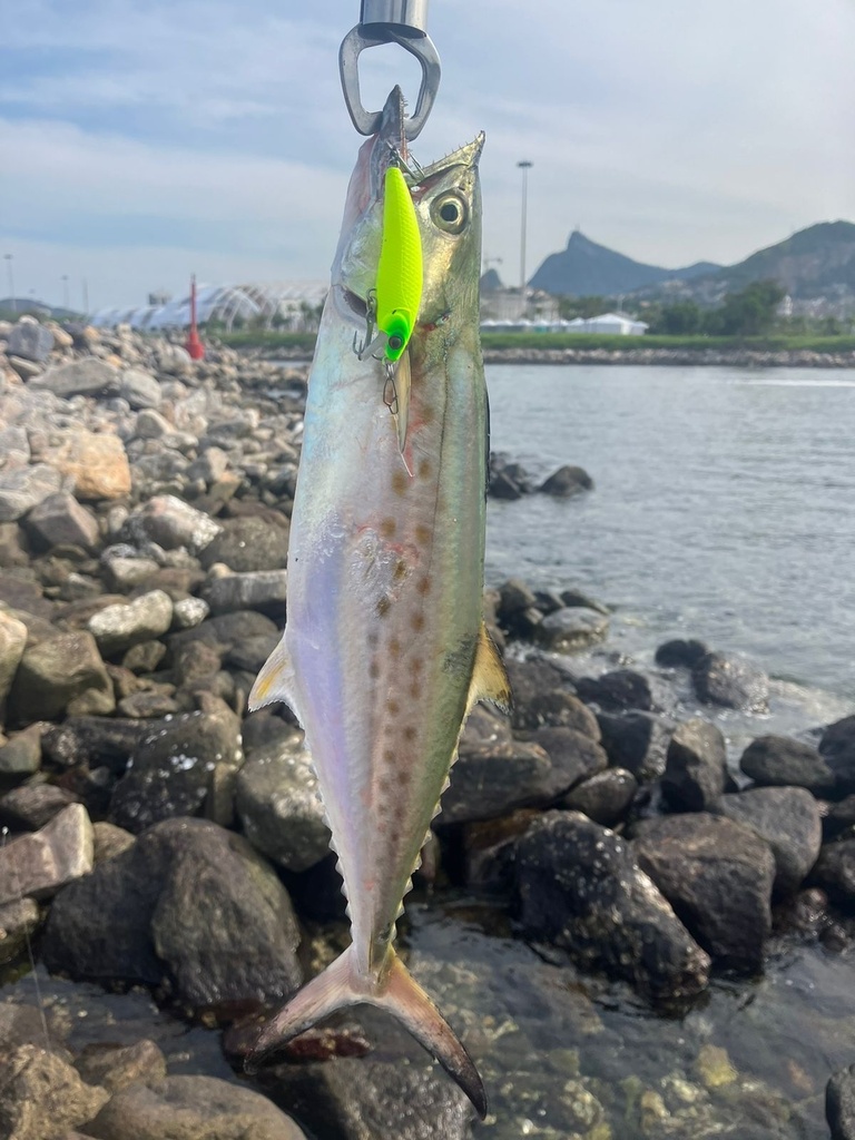 Serra Spanish Mackerel (CMAS Spearfishing 2025) · iNaturalist