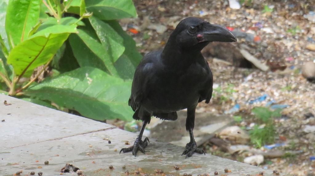 Large-billed Crow from Carter Rd, Bandra West, Mumbai, Maharashtra ...