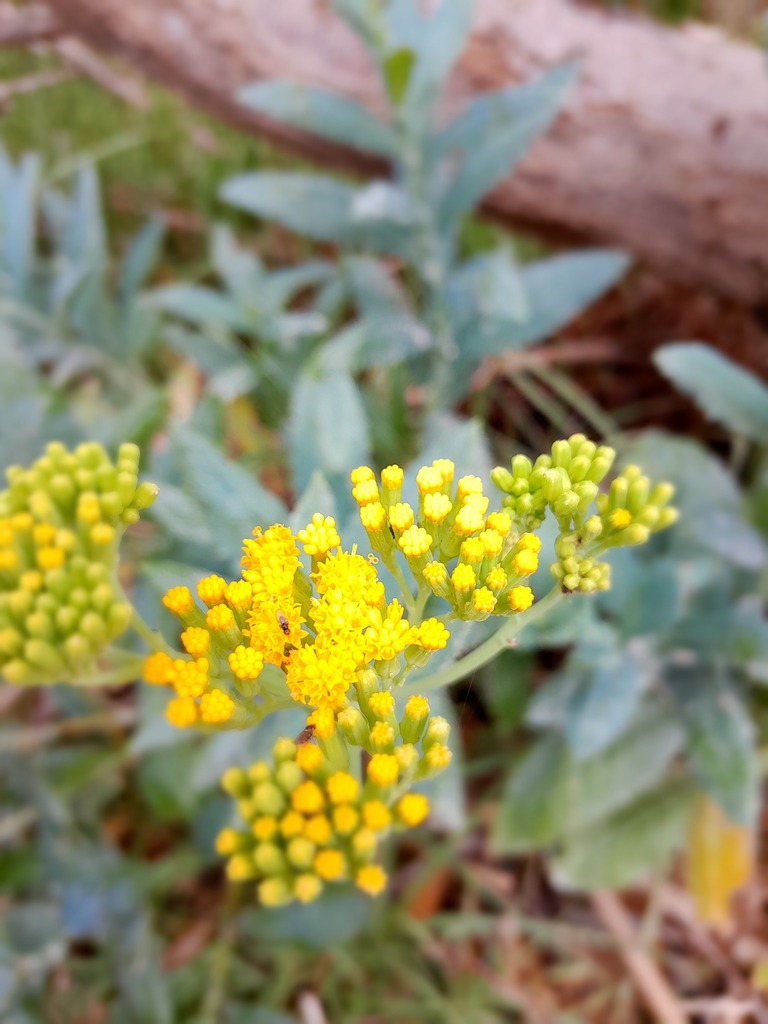 Scented Groundsel from Murrells Beach, Murrells Beach Rd, Portland West ...