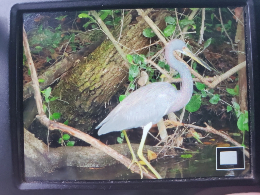 Tricolored Heron from Jerome, FL 34141, USA on December 13, 2023 at 11: ...