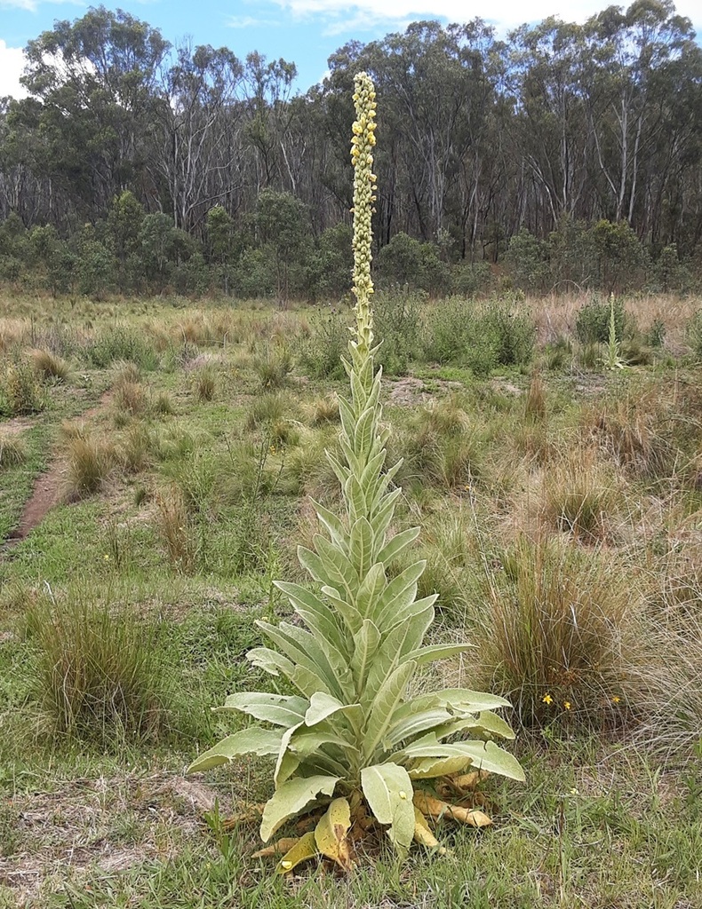 great mullein from Brogans Creek NSW 2848, Australia on January 9, 2024 ...