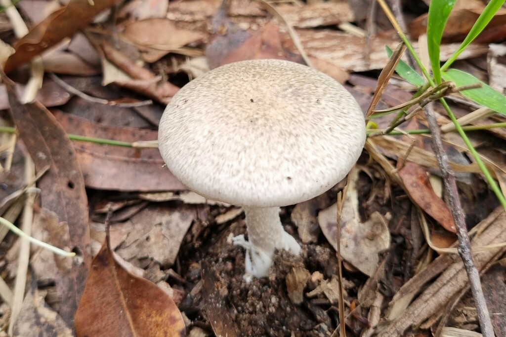 Marbled Death Cap from Maroochy Regional Bushland Botanic Garden, 51 ...