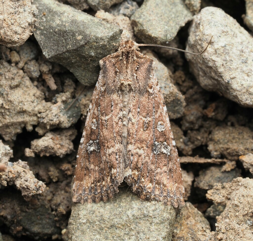 Ichneutica morosa from Stratford Plateau on January 8, 2024 at 09:04 PM ...