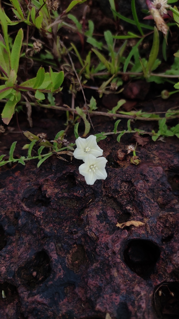 bindweed family from Sakhar, Maharashtra 416702, India on October 1 ...