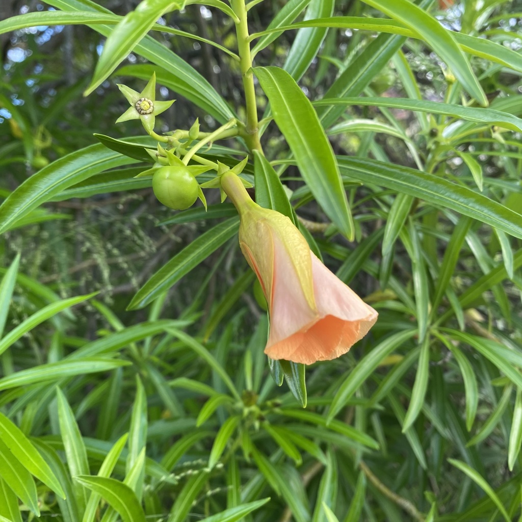 Be-still tree from Accession St, Bardon, QLD, AU on January 10, 2024 at ...
