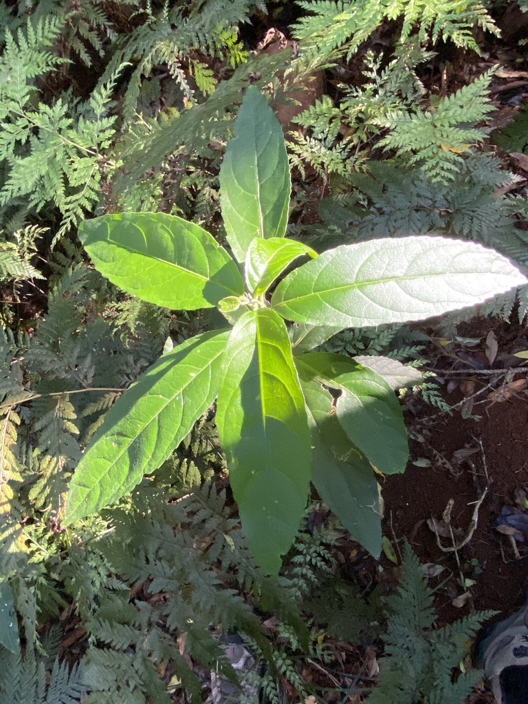 Claoxylon australe from Bunya Mountains Rd, Mowbullan, QLD, AU on ...