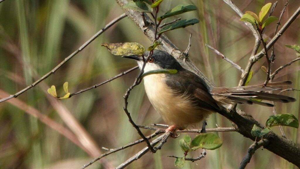 Ashy Prinia from Pavna Nagar Post, Taluka Maval, Lonavala Tungi ...