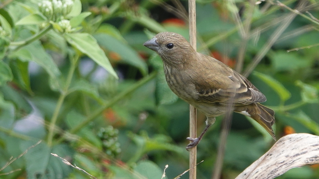 Common Rosefinch from Pavna Nagar Post, Taluka Maval, Lonavala Tungi ...