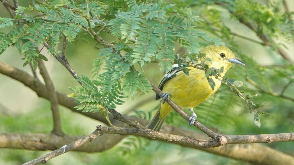 Common Iora from Pavna Nagar Post, Taluka Maval, Lonavala Tungi ...