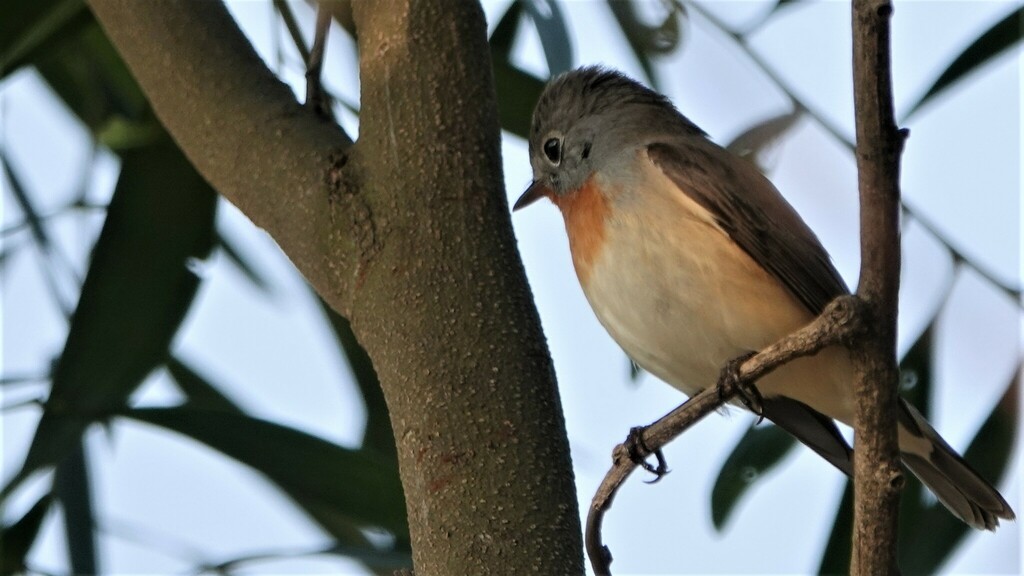 Red-breasted Flycatcher from Pavna Nagar Post, Taluka Maval, Lonavala ...