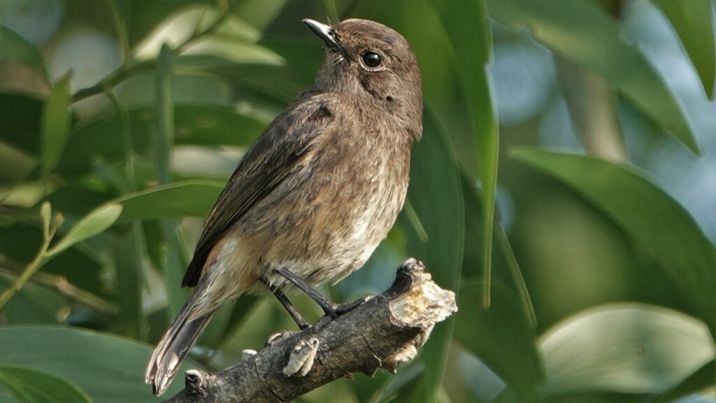 Pied Bushchat from Pavna Nagar Post, Taluka Maval, Lonavala Tungi ...