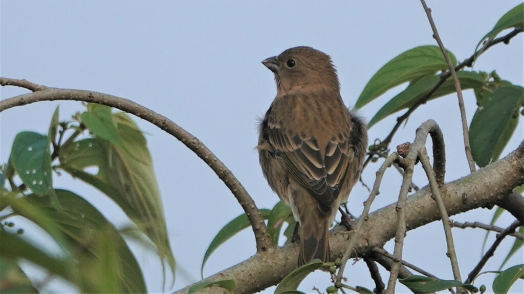Common Rosefinch from Pavna Nagar Post, Taluka Maval, Lonavala Tungi ...