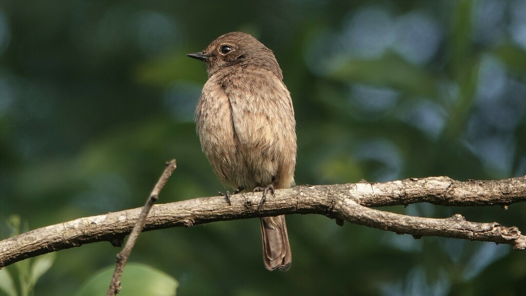 Pied Bushchat from Pavna Nagar Post, Taluka Maval, Lonavala Tungi ...
