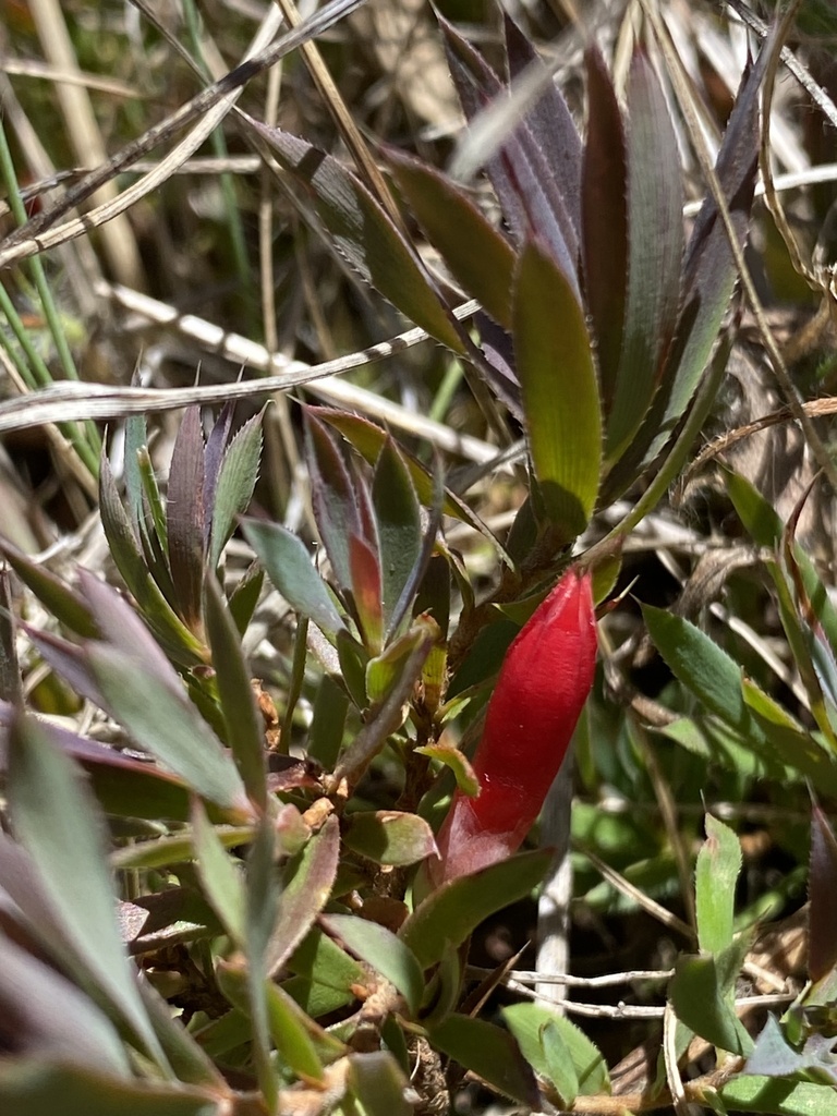 Cranberry Heath from Sturt Gorge Recreation Park, Bellevue Heights, SA ...