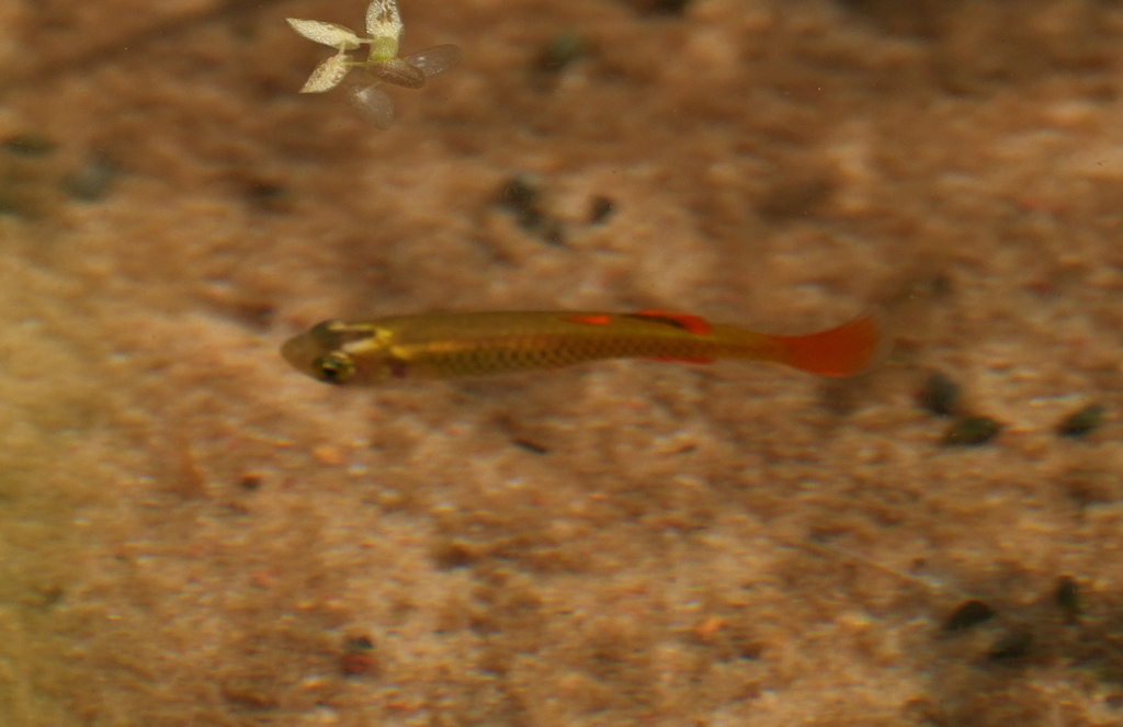 Redfin Blue Eye (Scaturiginichthys vermeilipinnis) - Marine Life ...