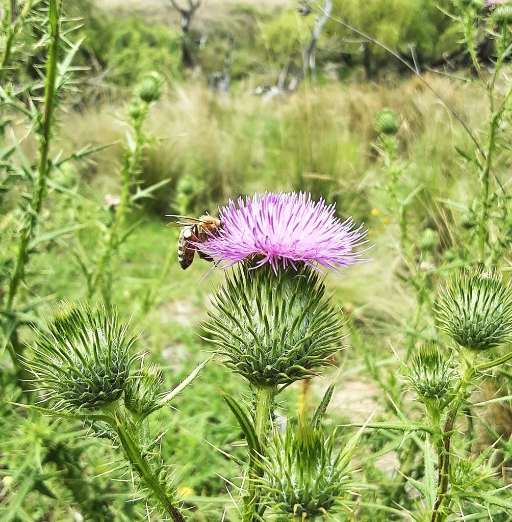 Bull Thistle from Brogans Creek NSW 2848, Australia on January 9, 2024 ...