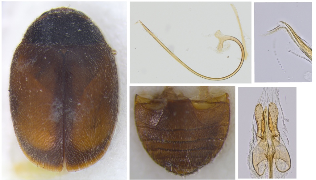 Two-spotted Nephus from Городской Округ Феодосия, Крым, RU on August 5 ...