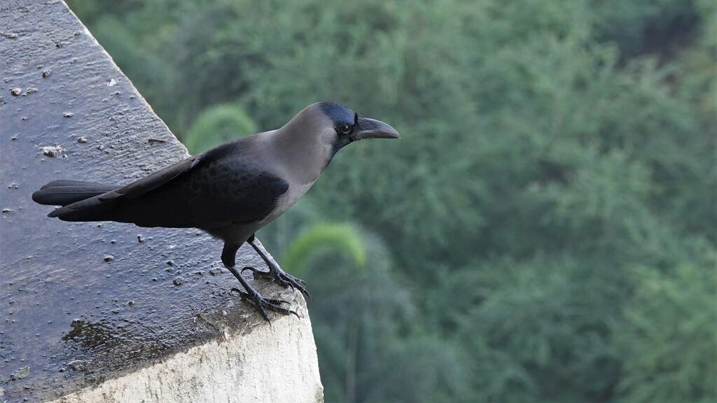 House Crow from Eternity on January 18, 2022 at 09:47 AM by Dinesh ...