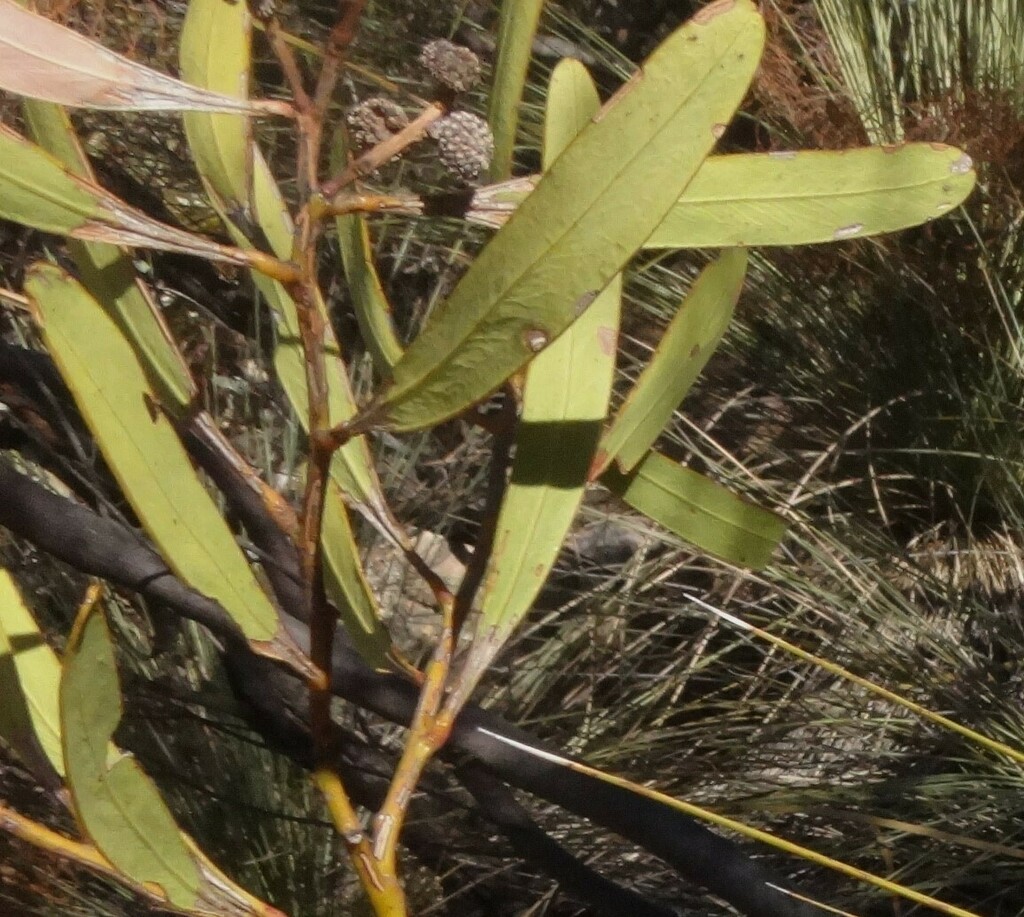 Notable Wattle from Flinders Ranges SA 5434, Australia on May 15, 2018 ...