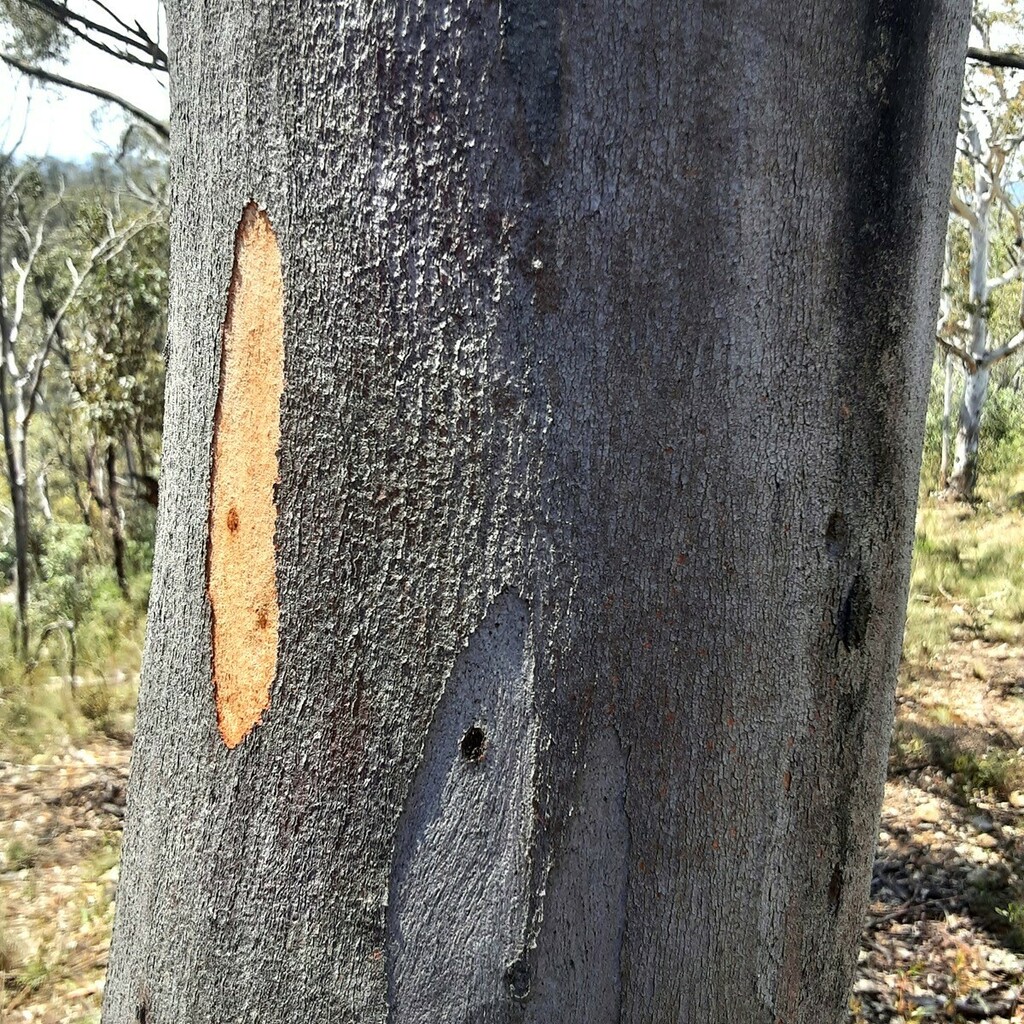 Grey Gum from Brogans Creek NSW 2848, Australia on January 9, 2024 at ...