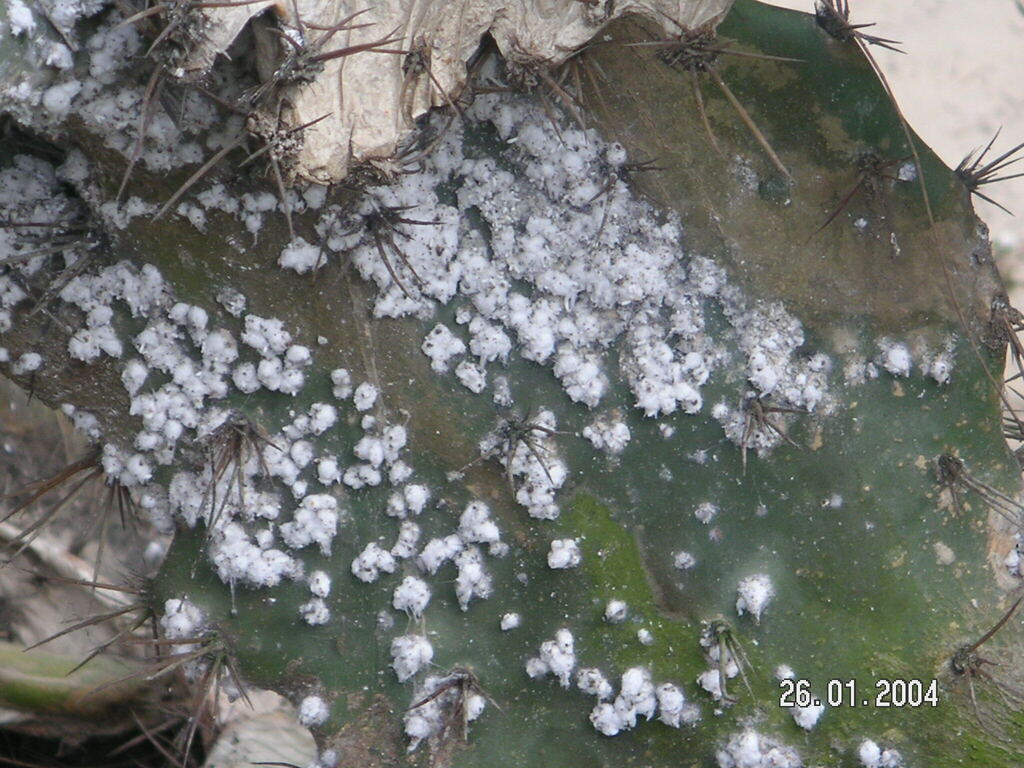 true cochineal bug from Duttapur, Digha, West Bengal 721428, Indien on ...